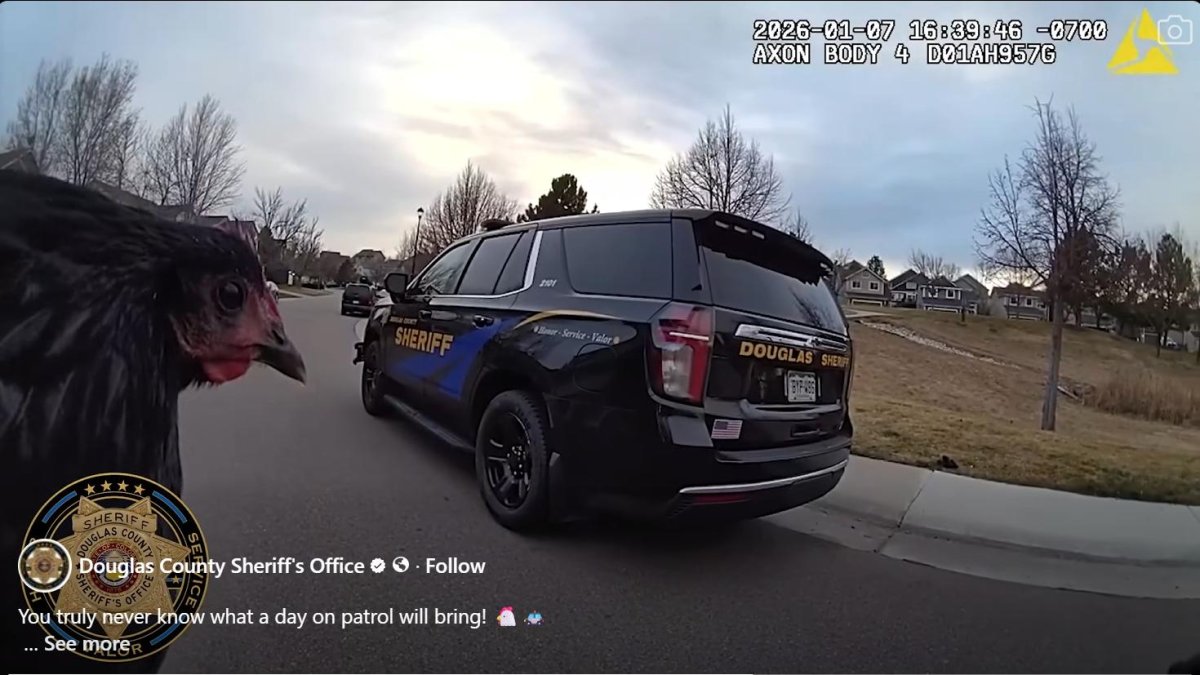 Watch: Colorado deputy rounds up multiple loose chickens