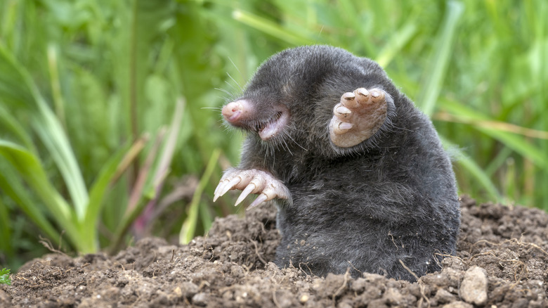 Huge mistakes that are attracting moles to your yard