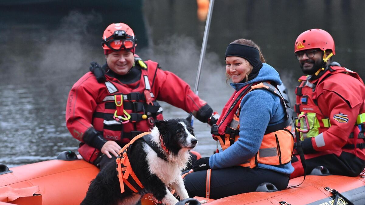 Meet Ireland’s new search and rescue dogs trained to find missing ...