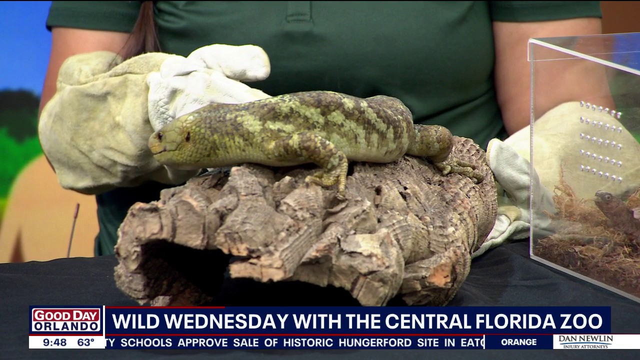 Wild Wednesday with the Central Florida Zoo