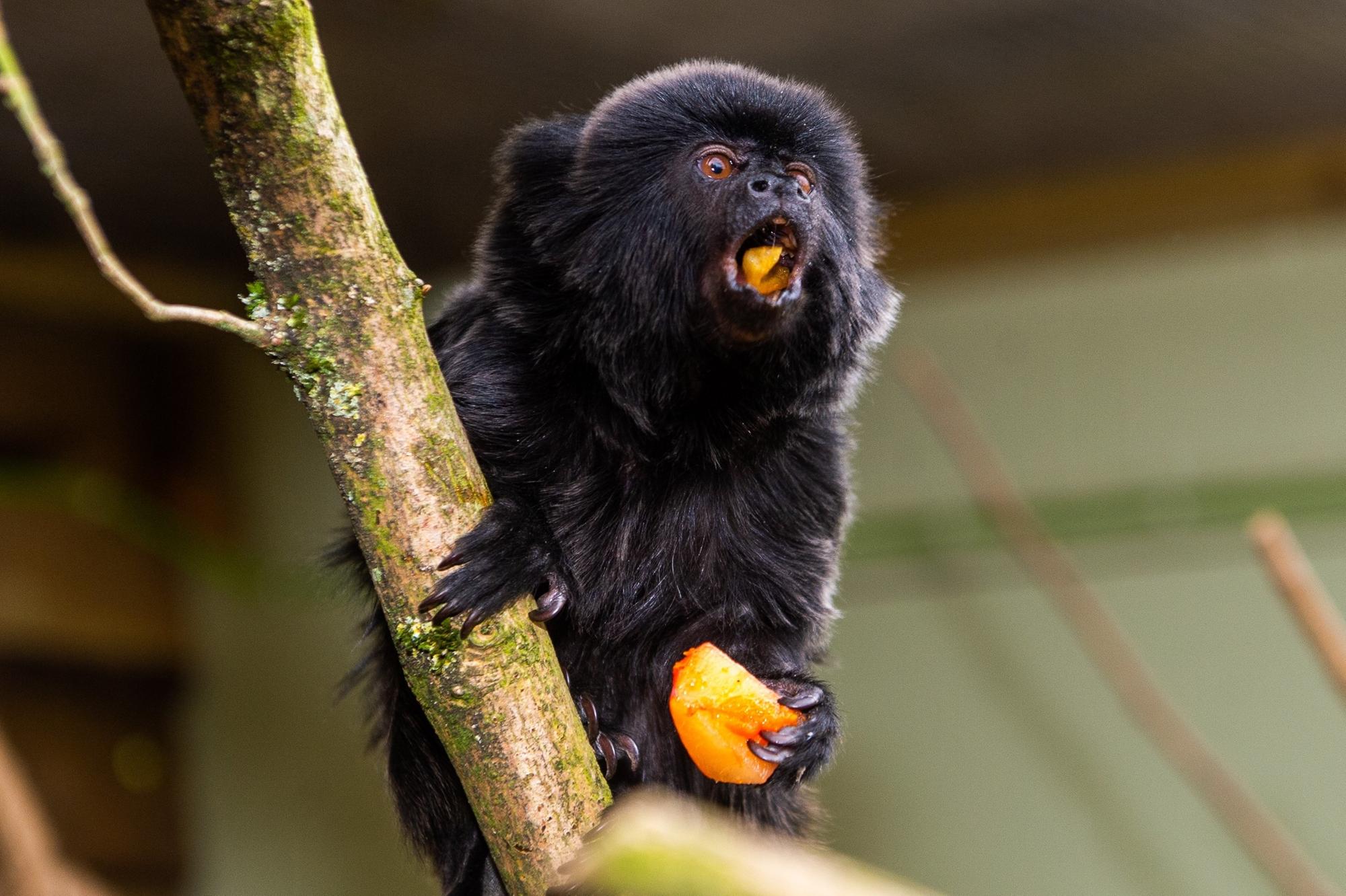 East Riding residents urged to license their monkeys