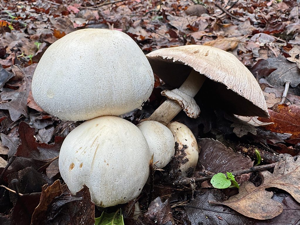Cal Fire to host fungi-focused tours at Jackson Demonstration State Forest