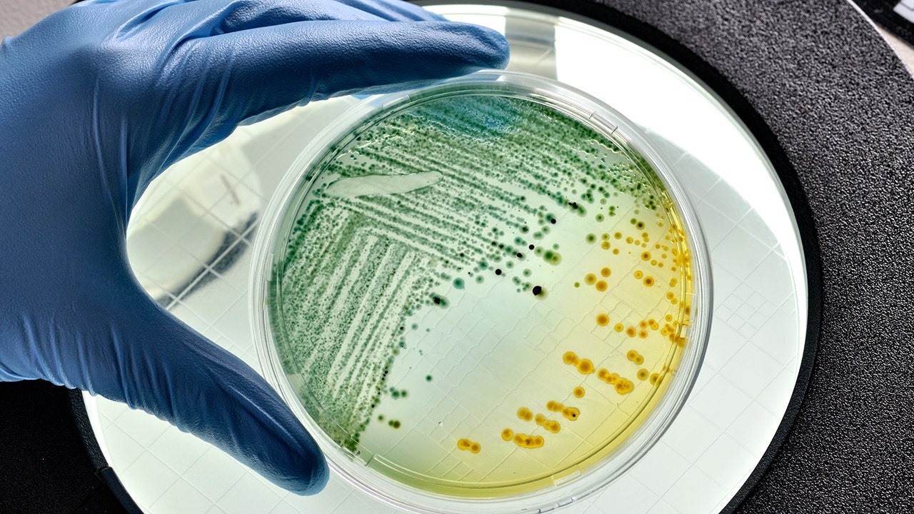 Space experiments reveal new way to fight drug-resistant superbugs ...