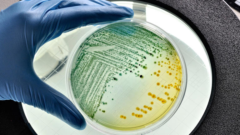 Space experiments reveal new way to fight drug-resistant superbugs ...