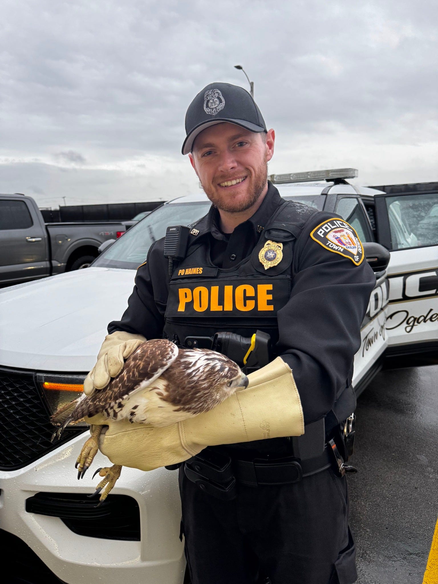 Patrol turns into rescue as officer helps injured hawk during shift