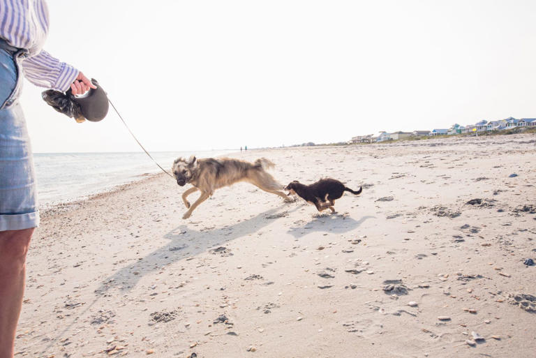 10 things vets wish you’d stop buying for your pet