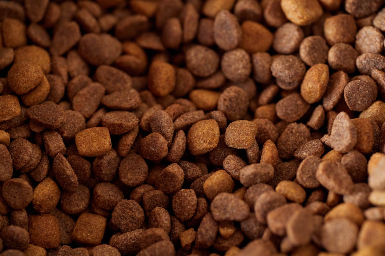 10 items animal shelters always need donated