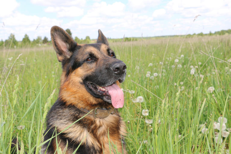 Dogs That Bite 2026: Here are the 12 breed of adorable dog most likely ...