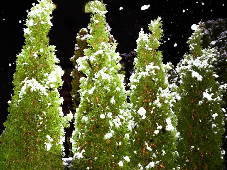 When you should—and shouldn’t—brush snow off your plants