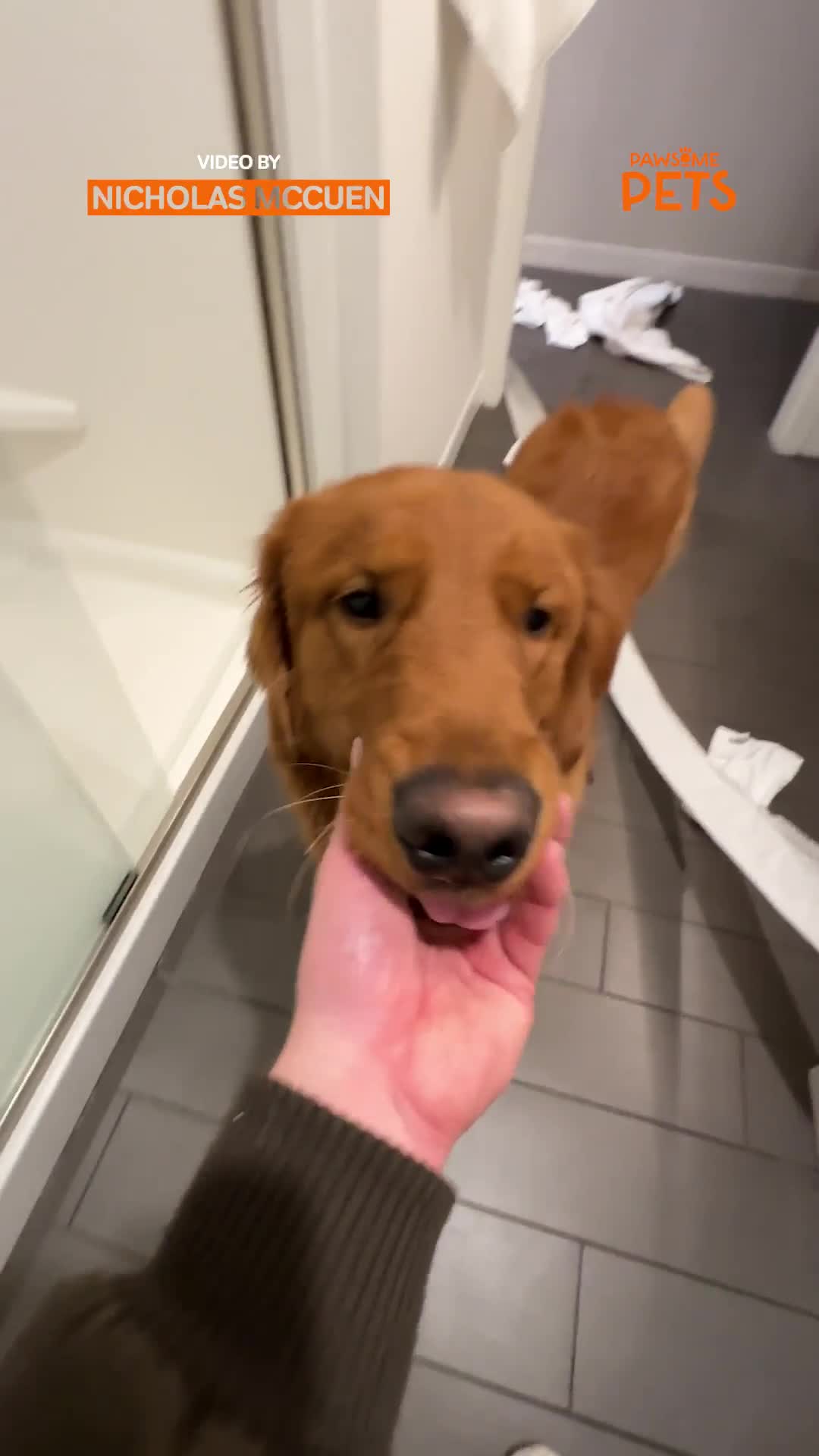 What happens when you leave your dog unattended at your hotel