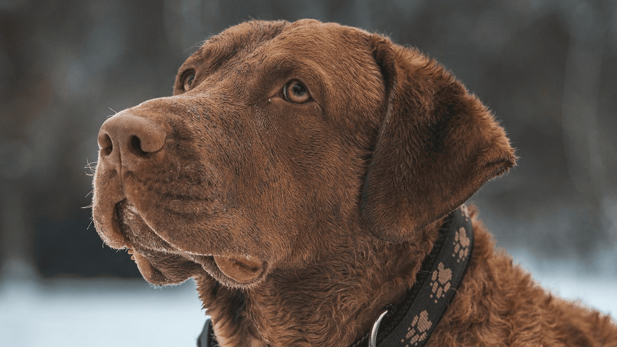 7 disturbing signs that a dog is preparing for the end of its life