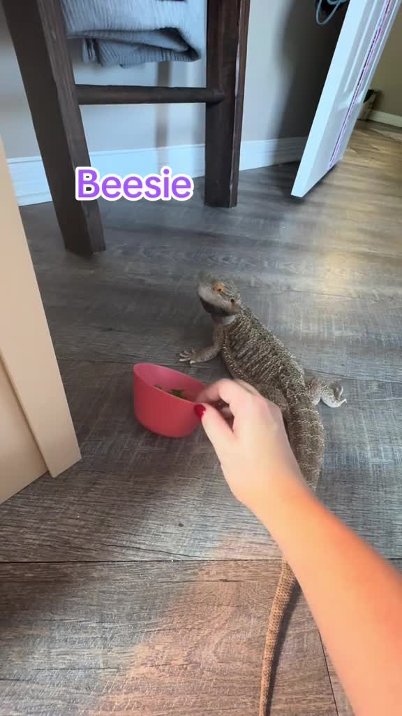 Bearded dragons eat their greens to earn hornworm treats