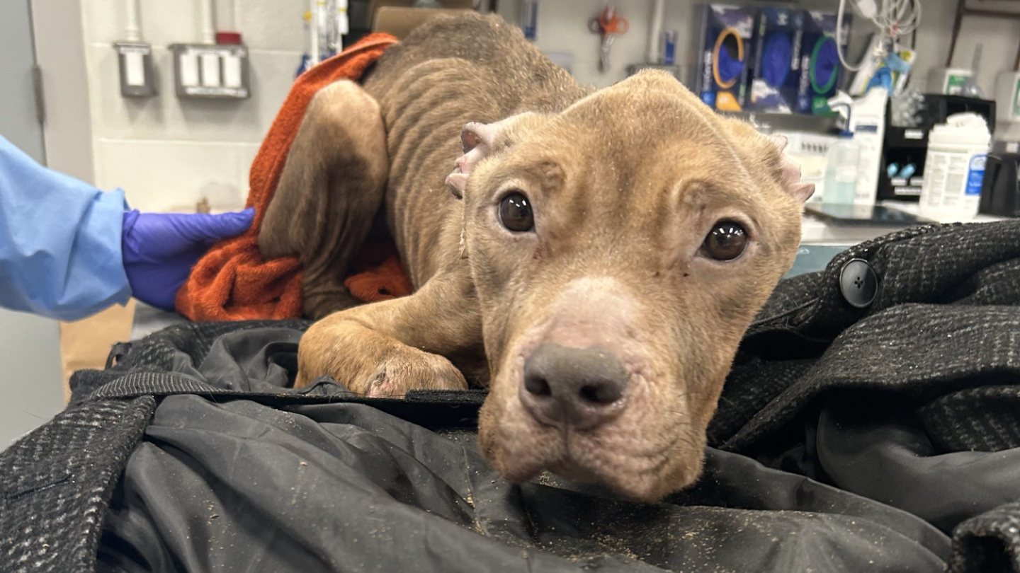 'Too weak to stand up': Young dog found nearly starved to death in ...