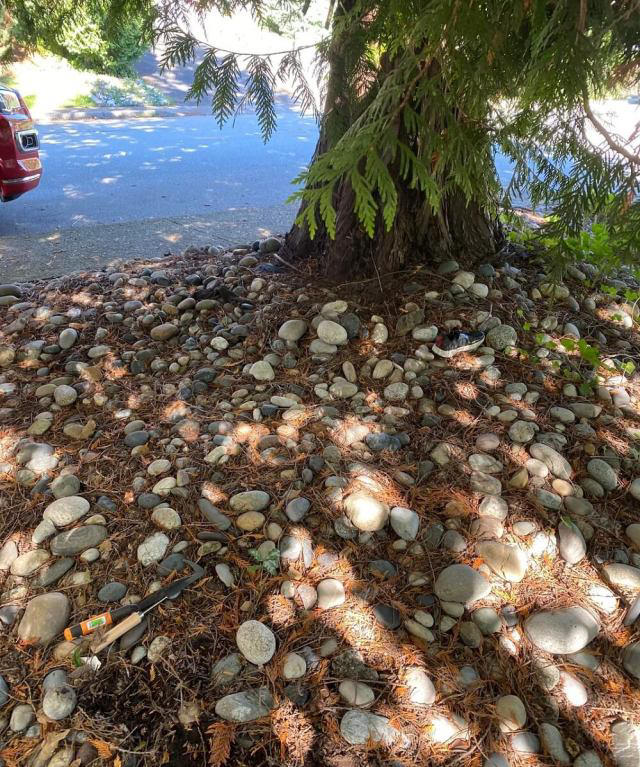 Gardener warned after sharing photo of tricky landscaping problem: 'It ...