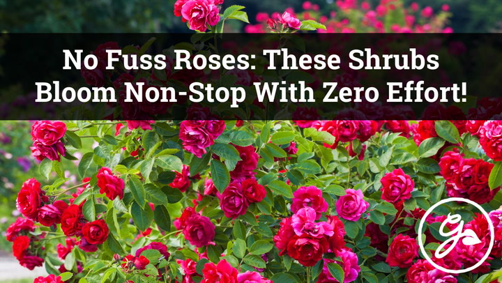 No-fuss roses: Easy shrub roses for beautiful, low-maintenance blooms