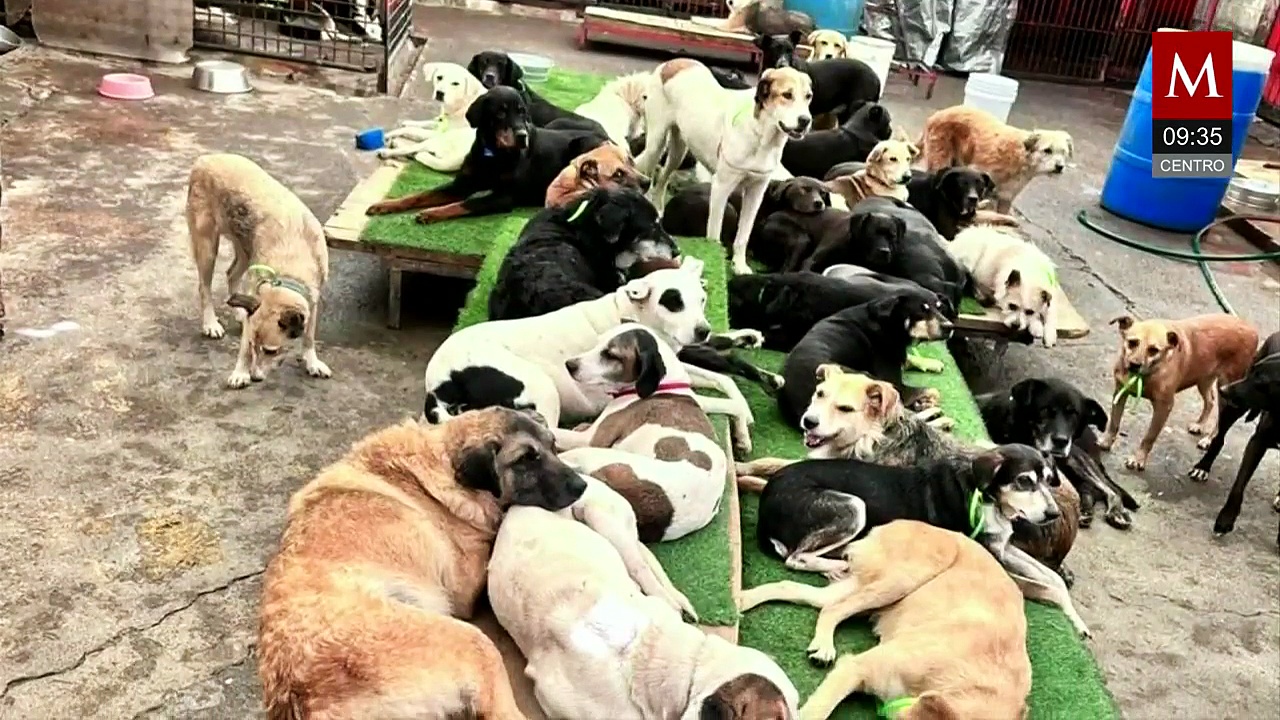 Clara Brugada visita albergue de perritos y confirma buenas condiciones ...