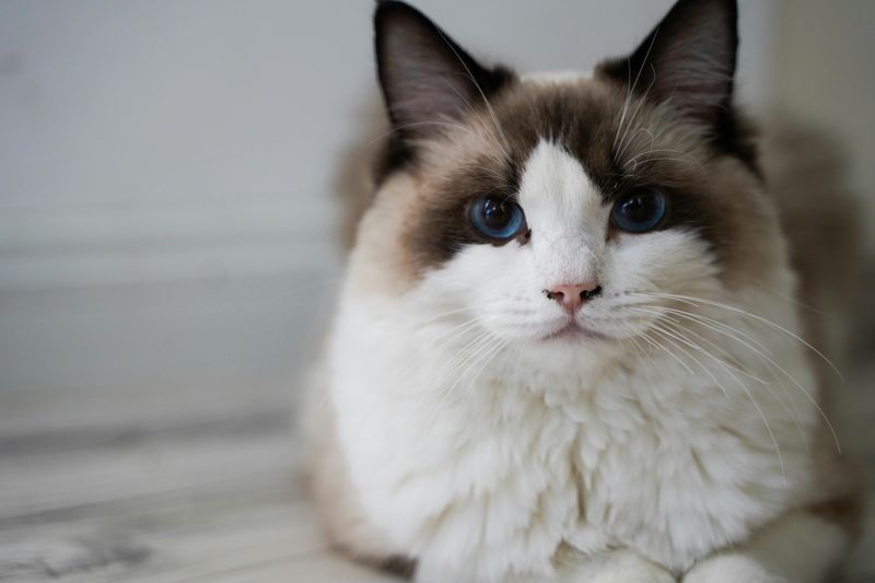 8 cat breeds that prefer quiet, calm environments