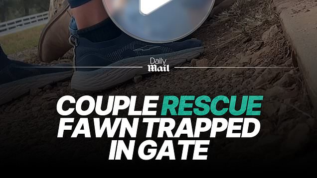 Couple frees fawn trapped in gate before it runs back to its mother