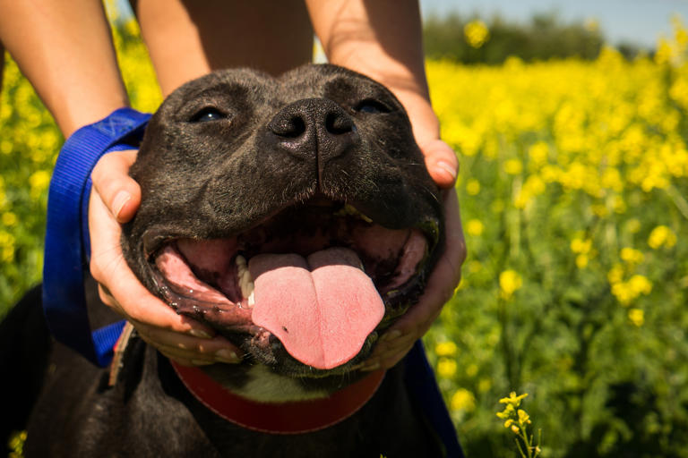 Dogs That Bite 2026: Here are the 12 breed of adorable dog most likely ...