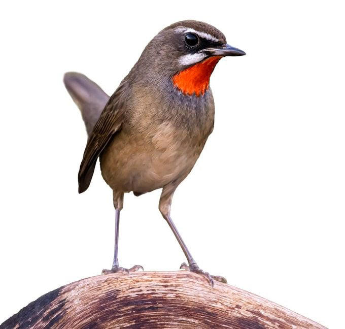 Birding vs bird-watching: What’s the difference?