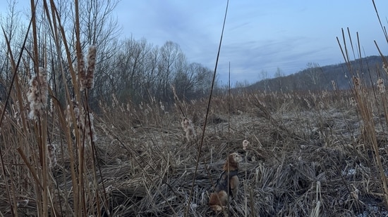 Optical illusion: You’re a visual genius if you can spot the hidden dog ...