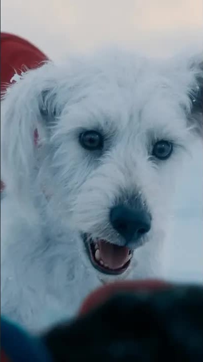 Krypto the superdog is an absolute menace!