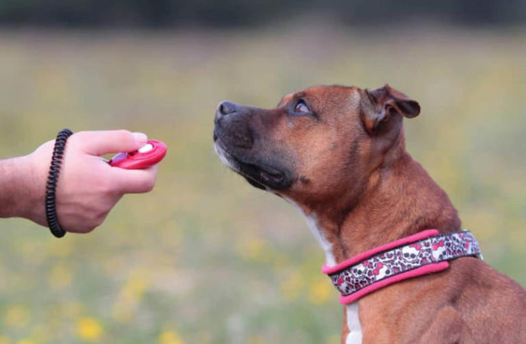 « Il ne m’écoute jamais » : vous avez du mal à dresser votre chien ...