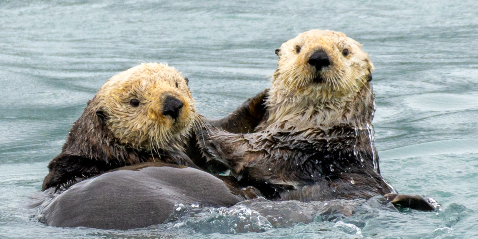 Adorable baby animal facts that will melt your heart