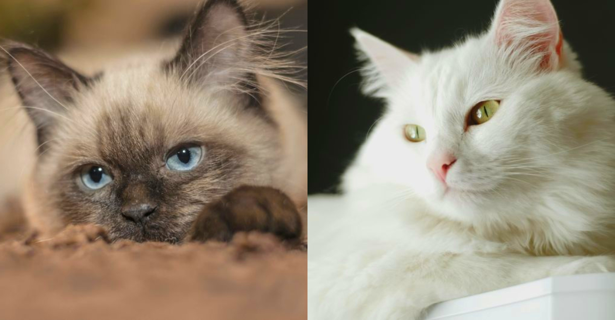 8 cat breeds that enjoy interactive play and puzzle toys