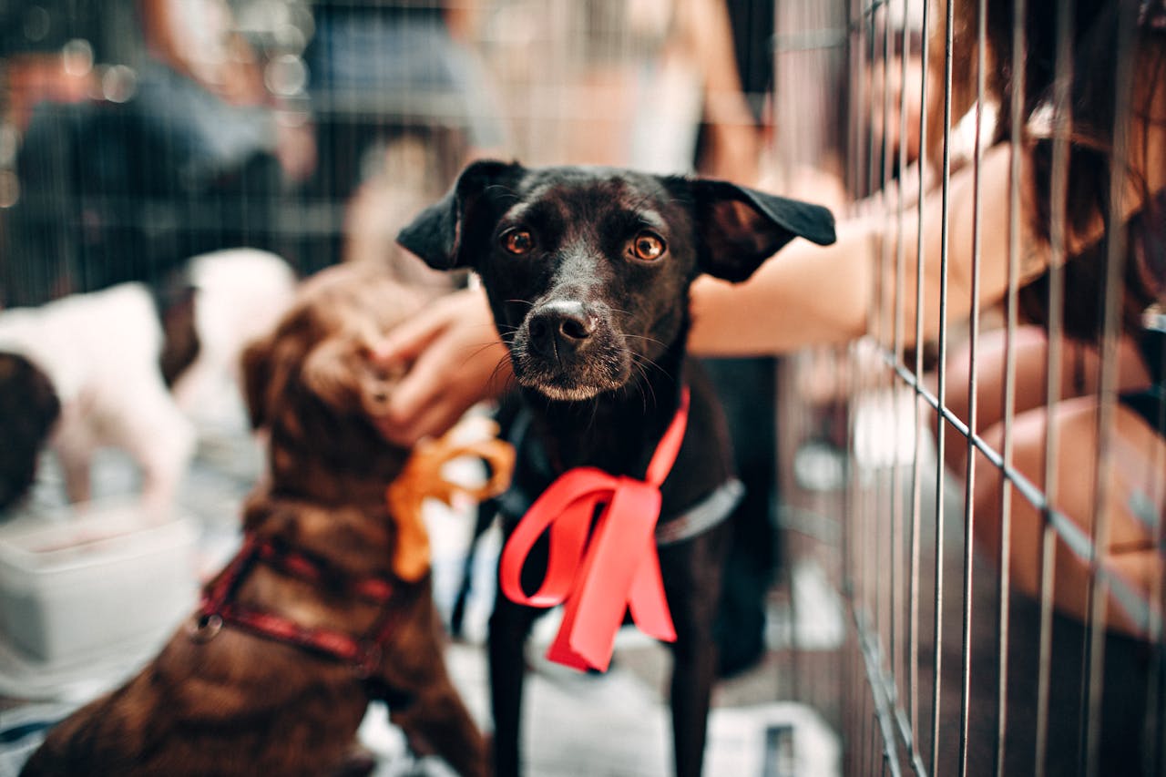 10 items animal shelters always need donated
