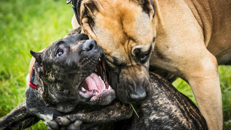 Cómo actuar frente a una pelea de perros: comportamientos a evitar y ...