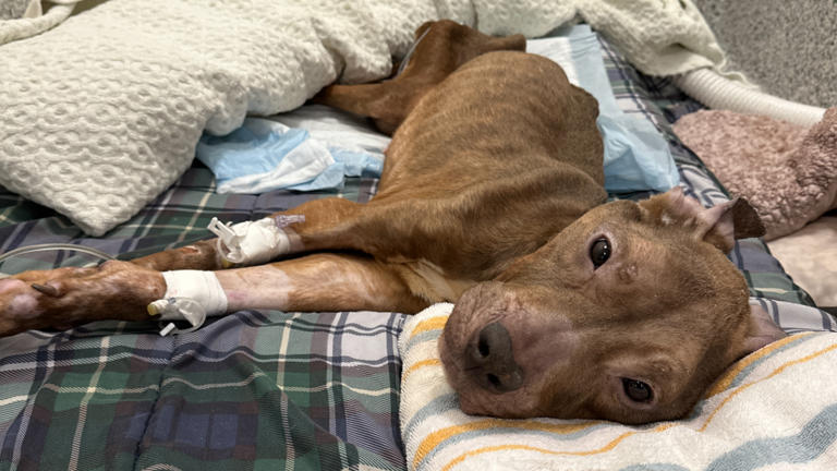 'Too weak to stand up': Young dog found nearly starved to death in ...