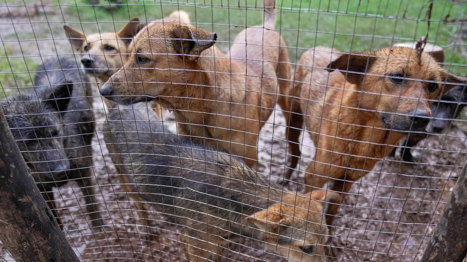 Patna Municipal Corporation sterilises over 3k stray dogs in 4 months