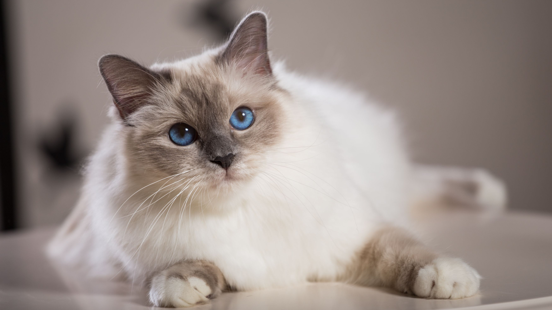 8 cat breeds that prefer quiet, calm environments