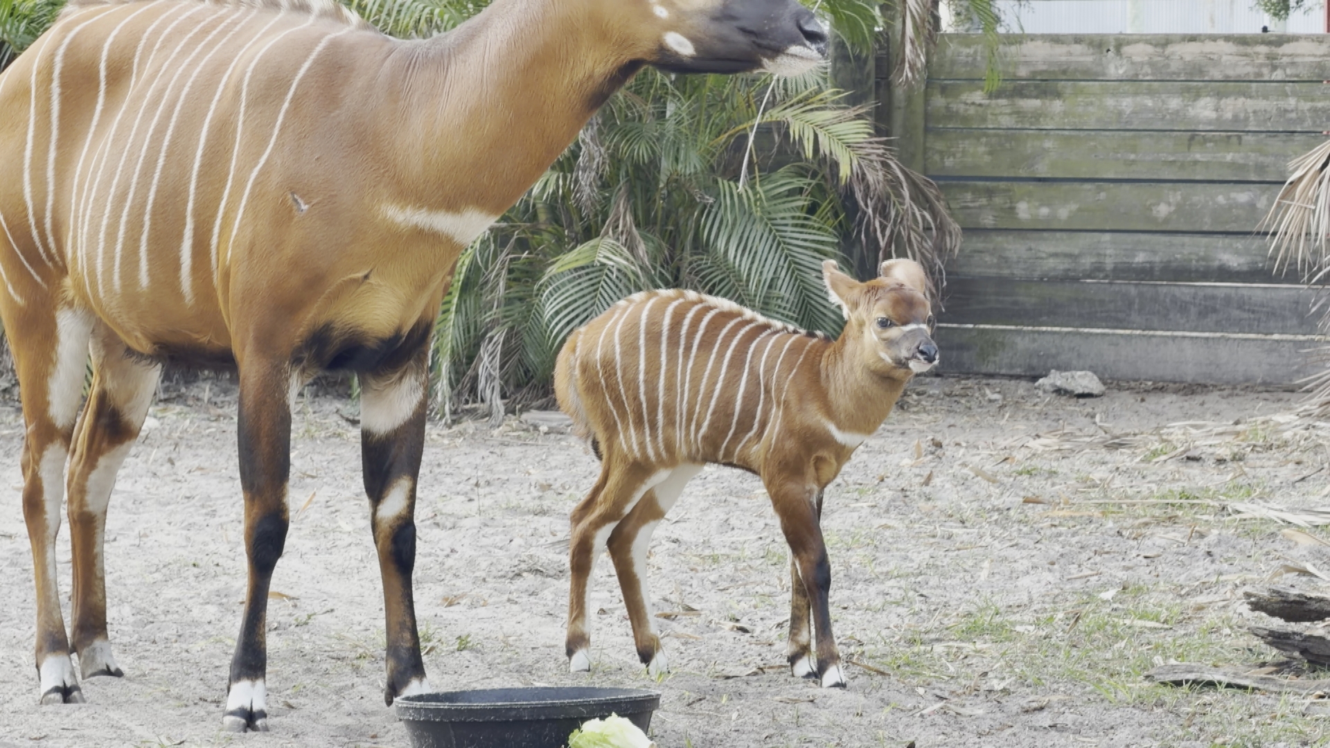 Critically endangered eastern bongo calf born at ZooTampa