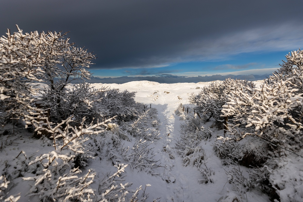 Grausamer Anblick! Zahlreiche Kadaver am Strand von Norderney