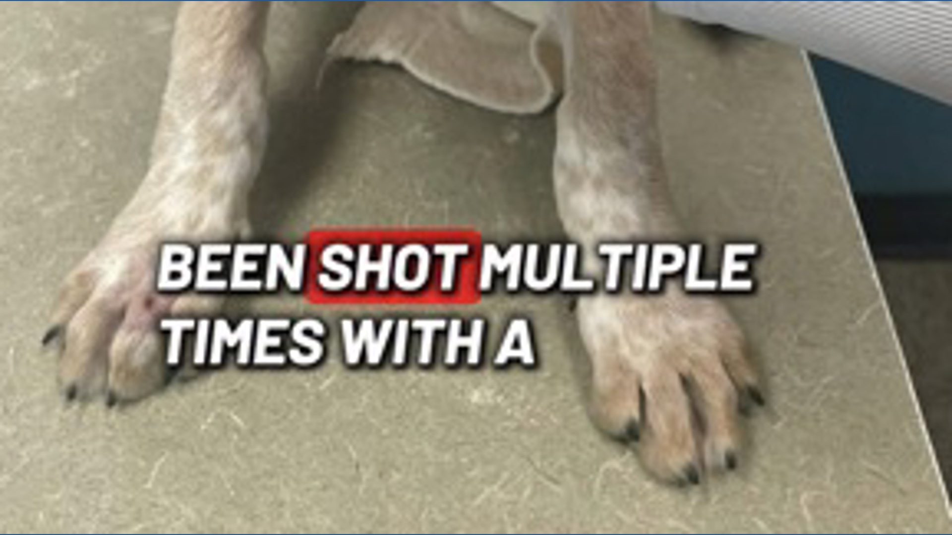 Puppy shot with a BB gun in Asotin County