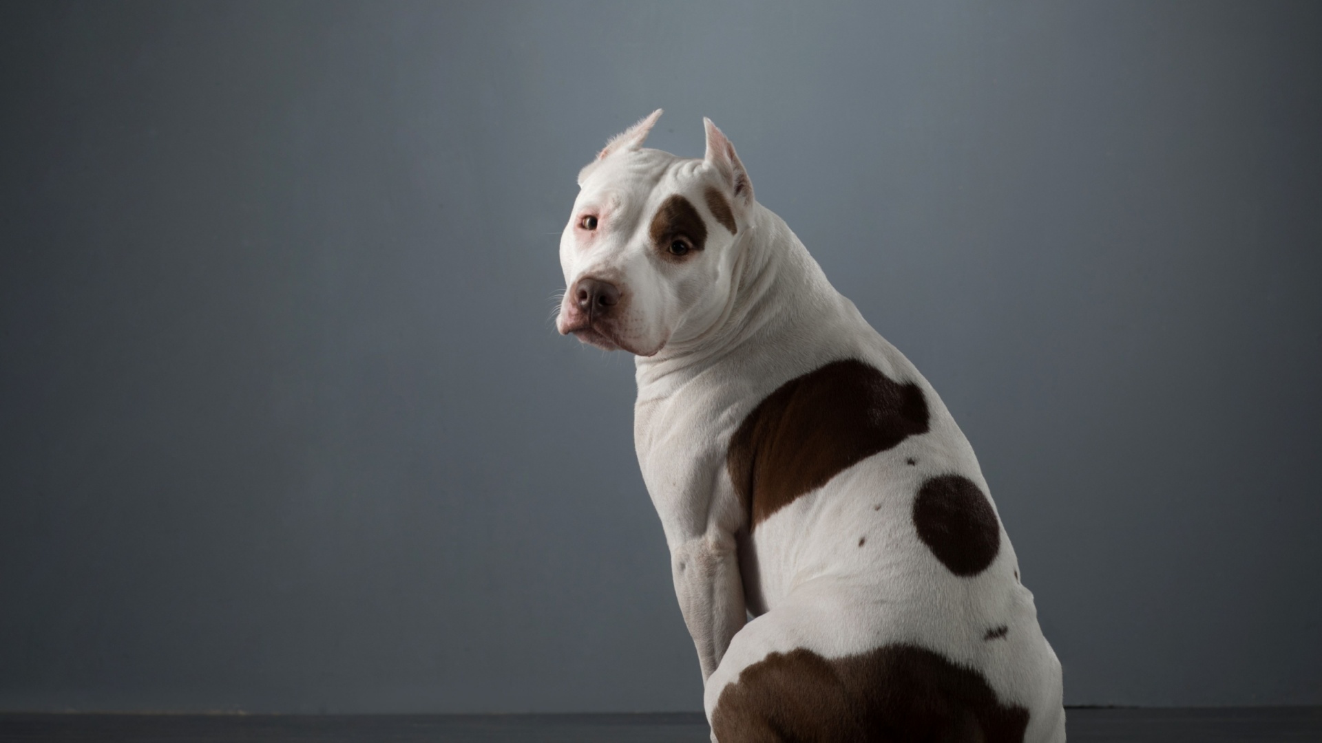 7 subtle signs your dog is scared, according to a trainer