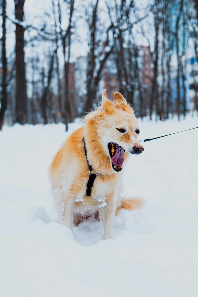 7 subtle signs your dog is scared, according to a trainer