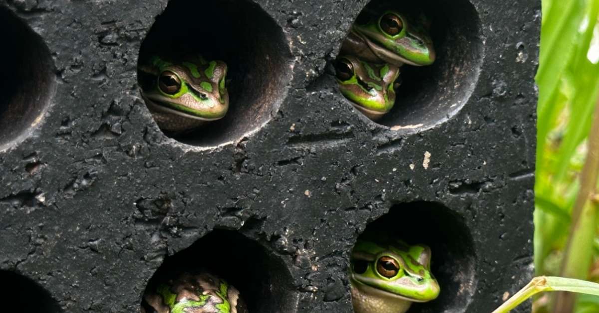 Biologist builds tiny 'frog saunas' to protect endangered frogs from ...