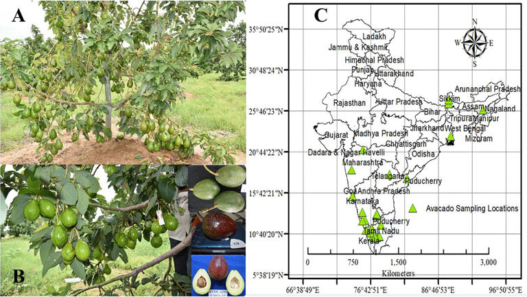 Avocadoes may become easier to grow in India—but not if global ...