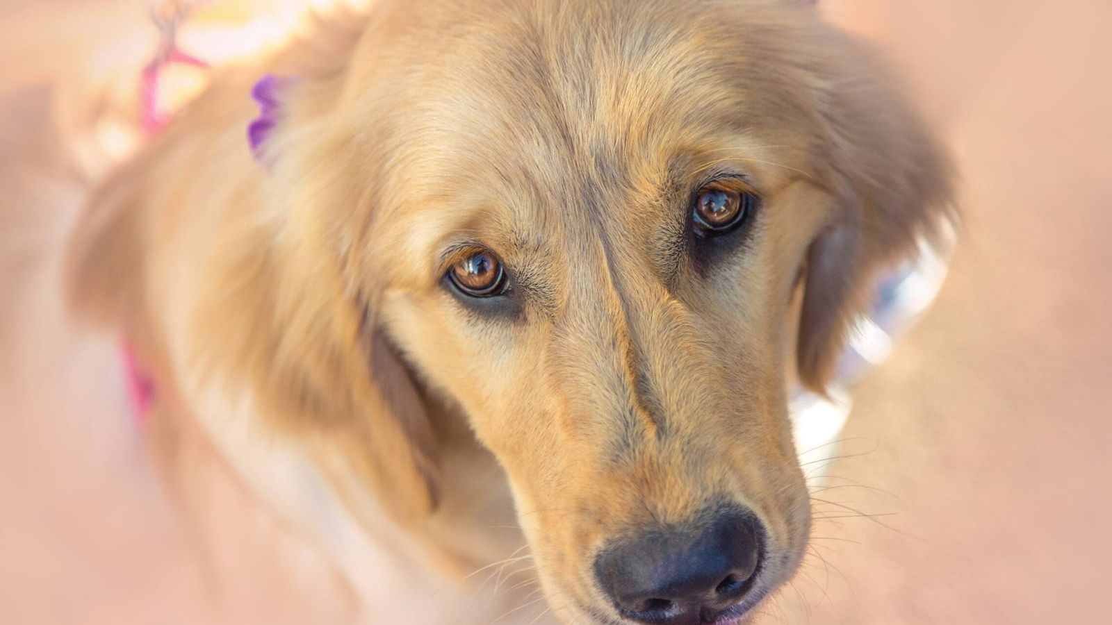 Francia estudia las heces de perros y gatos y encuentra algo que no ...