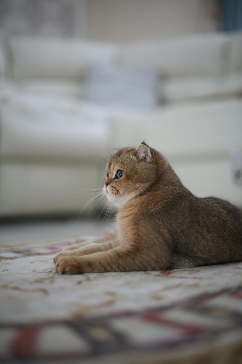 8 cat breeds that prefer quiet, calm environments