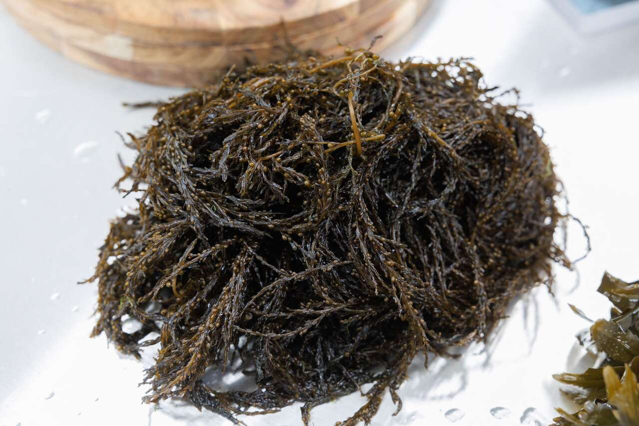 Nationwide recall issued for 14 flavors of sea moss gel superfood for ...