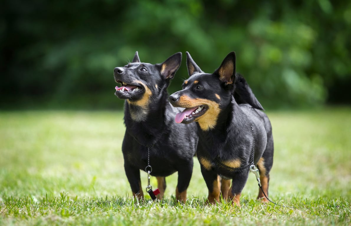 15 places with the best dog parks in America in 2026