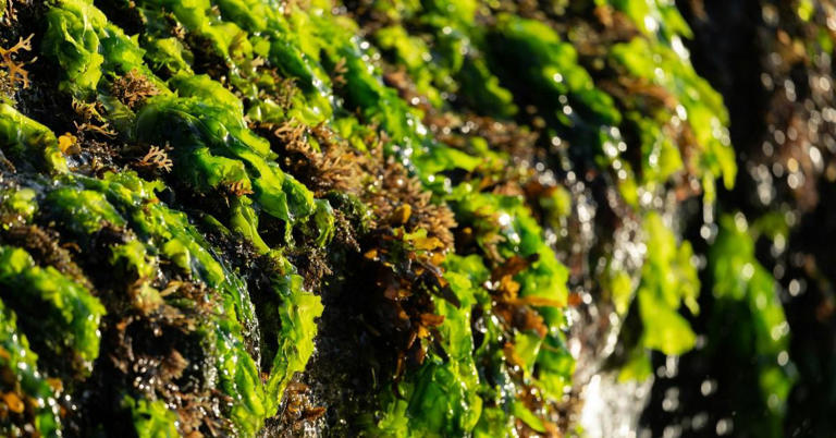 Sea Moss Recalled by a Popular Supplement Manufacture Due to Botulism ...