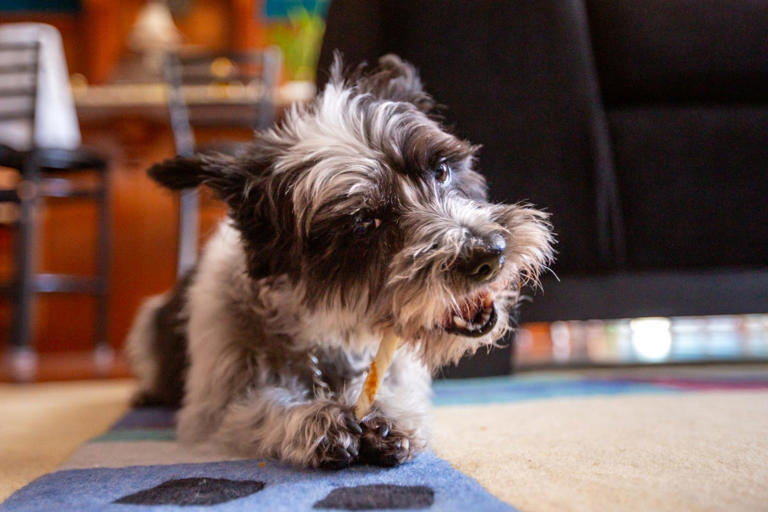 10 things vets wish you’d stop buying for your pet