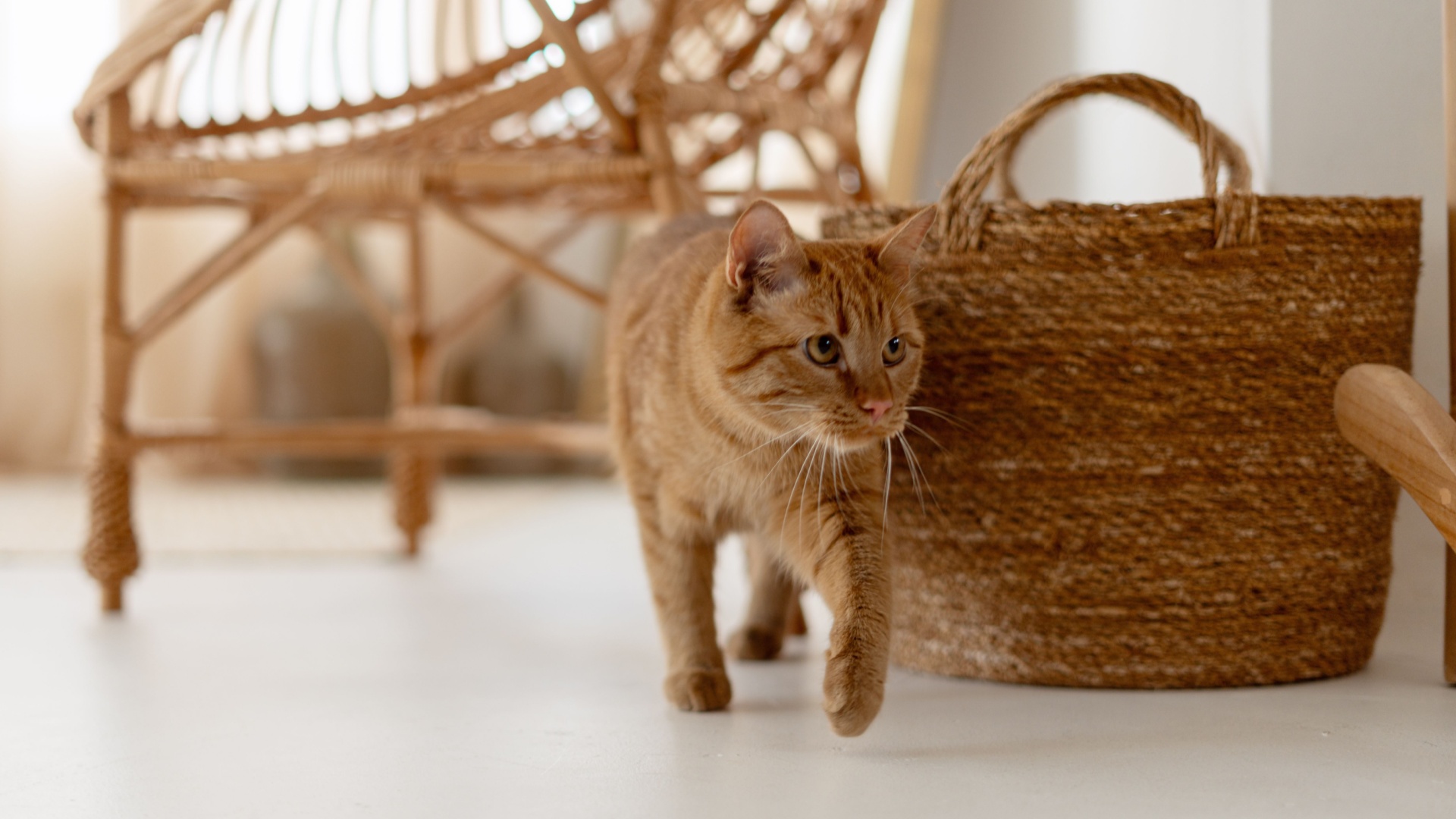 How apartment living changes a cat’s behavior