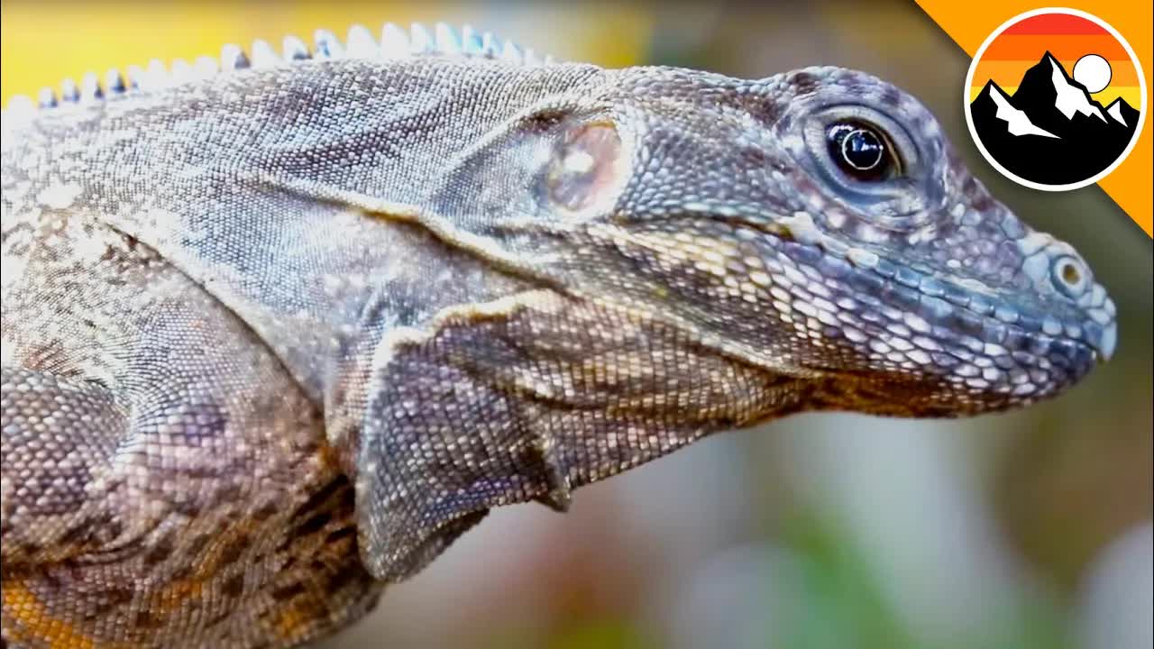 Coyote Peterson gets surprised by a flying lizard