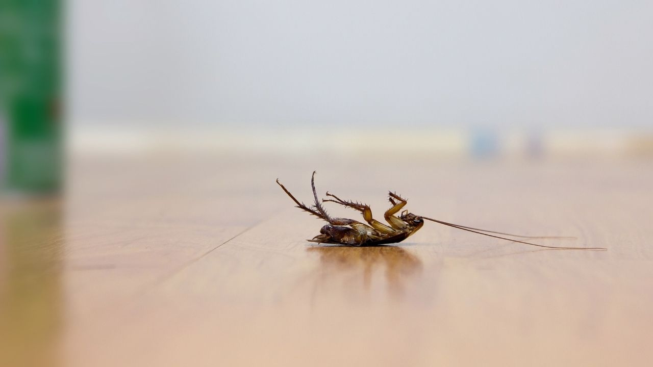 Encontrei baratas de barriga para cima na minha cozinha e me desesperei ...
